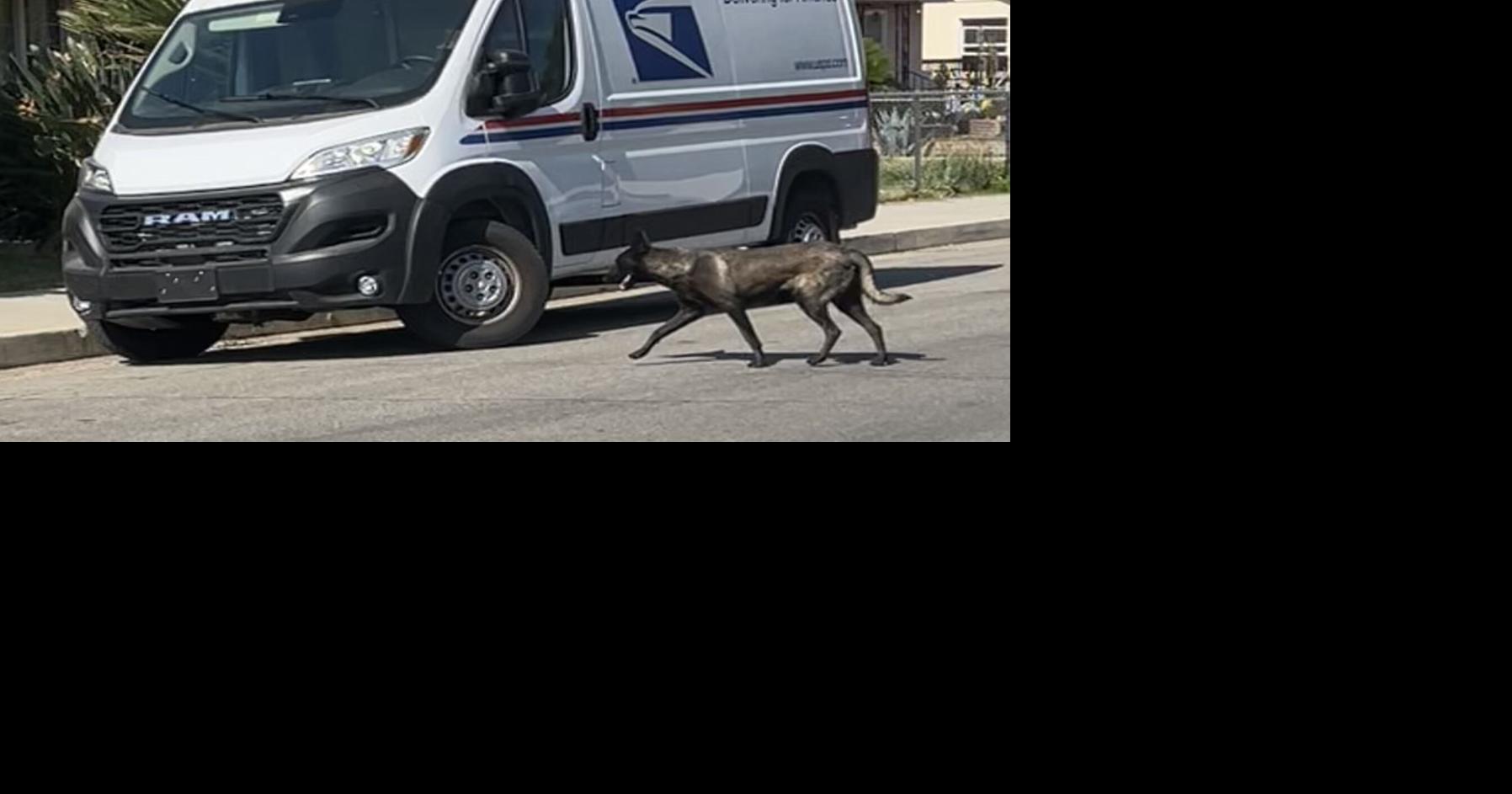 Mail carriers ask local residents to restrain their dogs to prevent ...