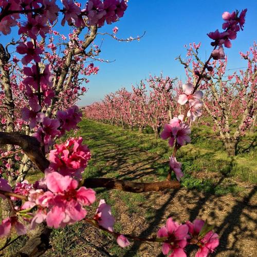 Spring into Easter events this weekend | | bakersfield.com