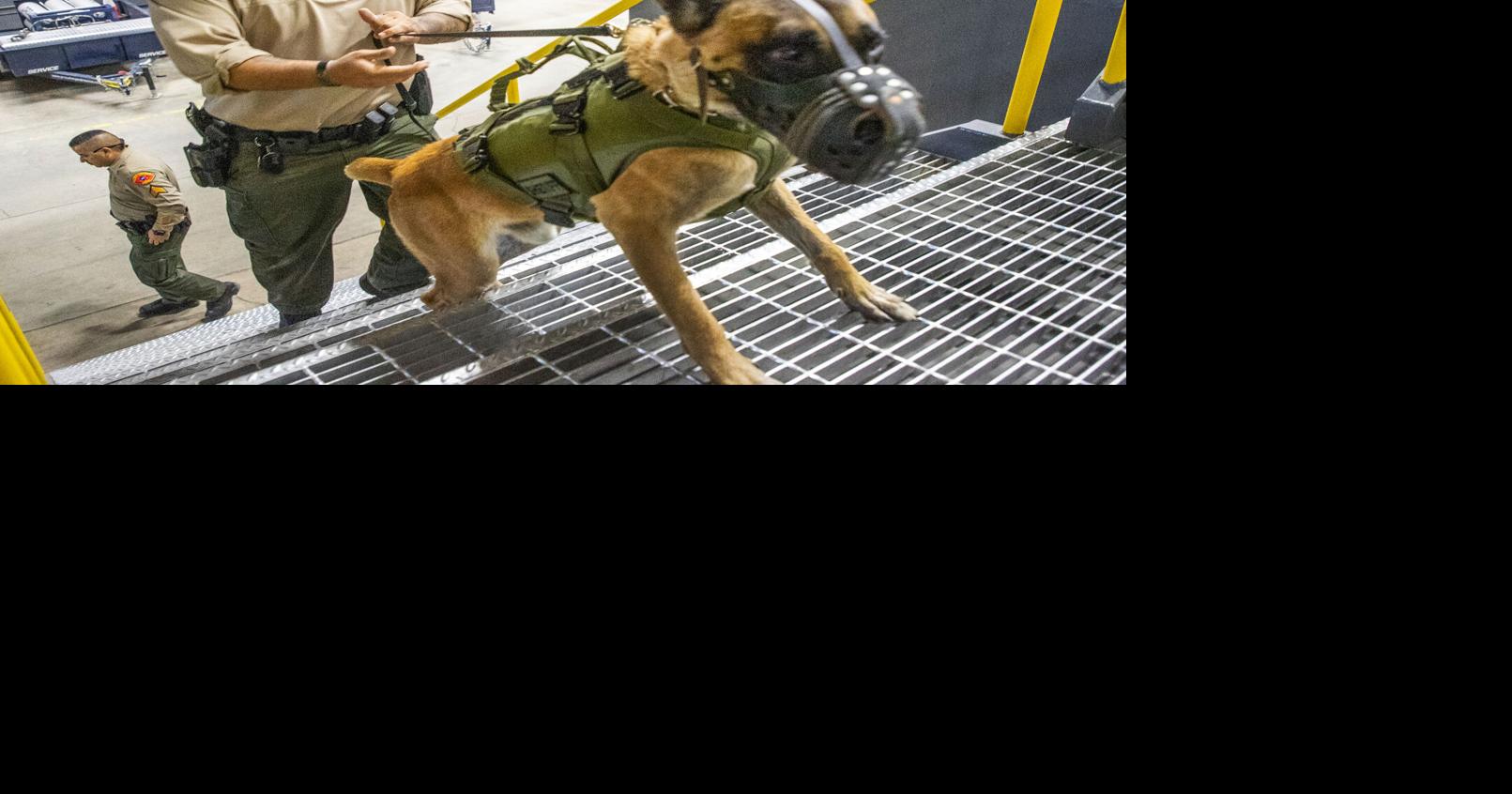 'An eye-opening experience': KCSO hosts multiagency K-9 training | News ...