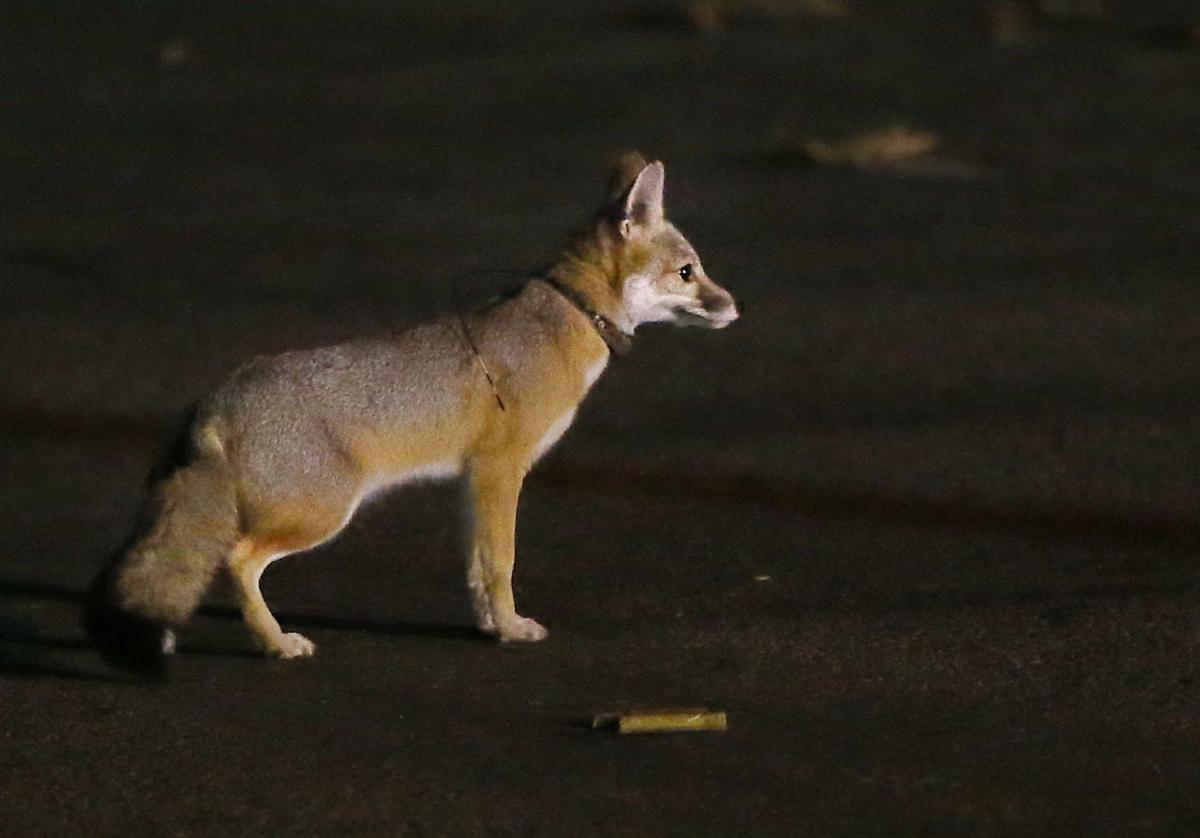 San Joaquin Kit Fox Comes Out at Night at CSUB. | Photo Gallery ...