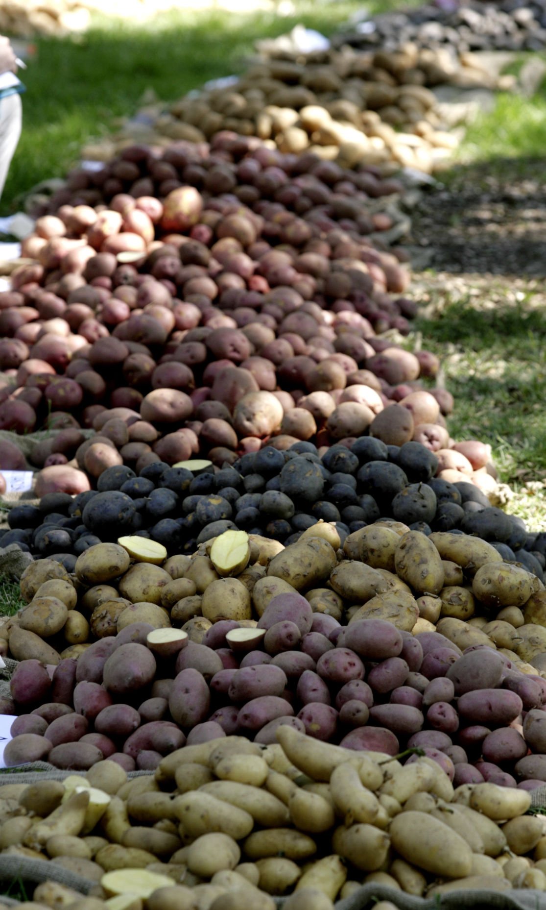 Piles of potatoes put to the test | News | bakersfield.com