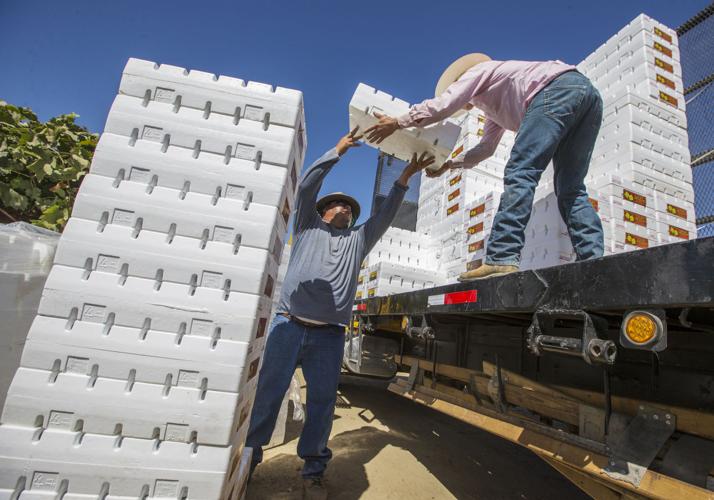 Tough market conditions greet local table grape, almond harvests ...