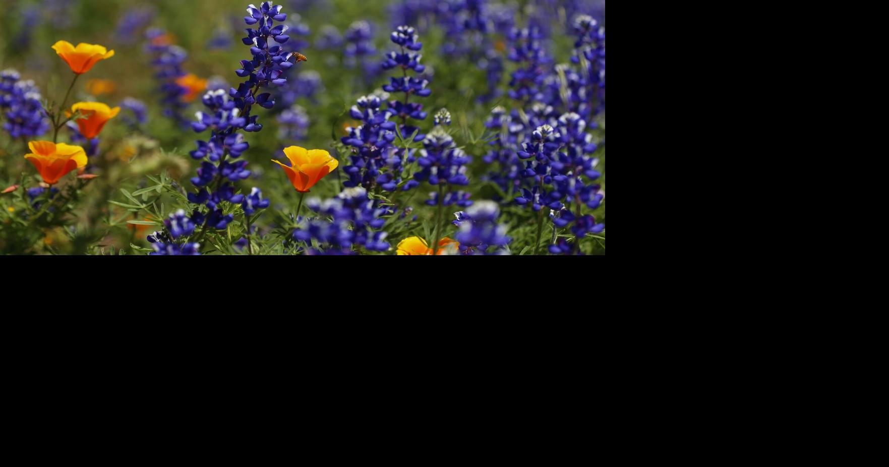 PHOTO GALLERY: Flowers flourish after floods | Photo Galleries | bakersfield.com