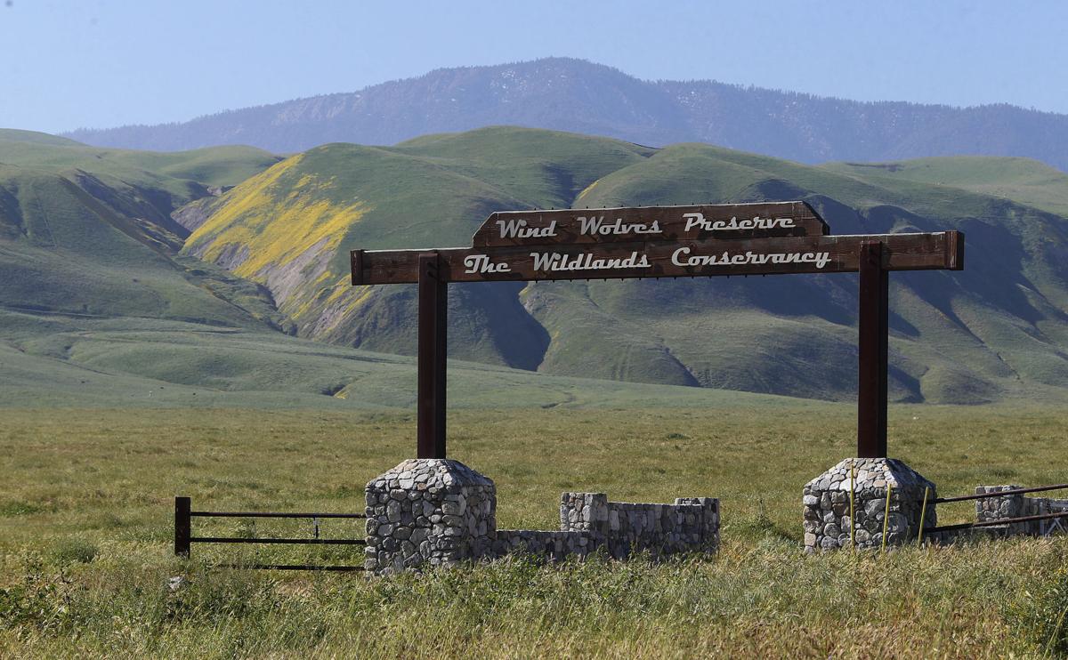 Photo Gallery: Wind Wolves Preserve In The Spring | Herb Benham ...