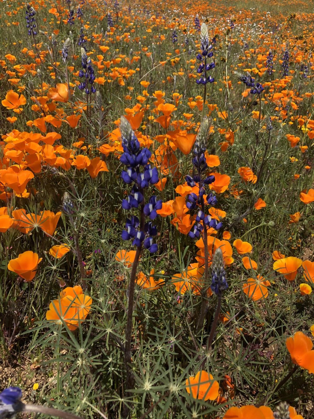 THROUGH YOUR LENS: Local Wildflowers | Photo Galleries | bakersfield.com