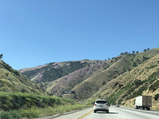 It's no France, but purple flowers on Grapevine have people turning ...