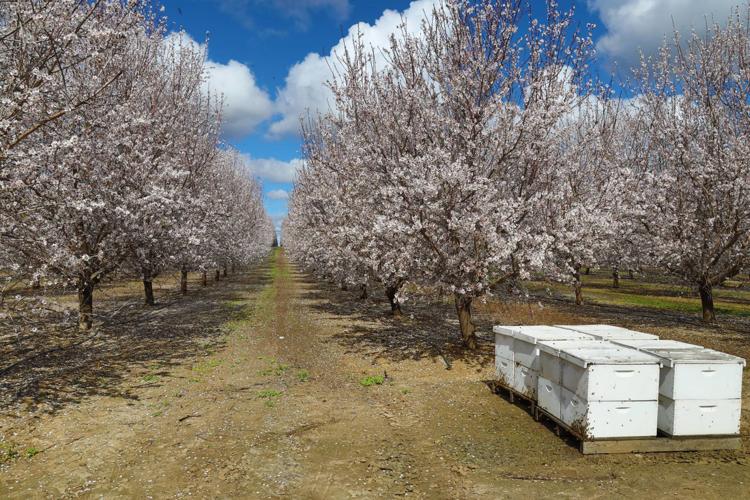 Rain, cool weather bring down California almond production | The Delano ...