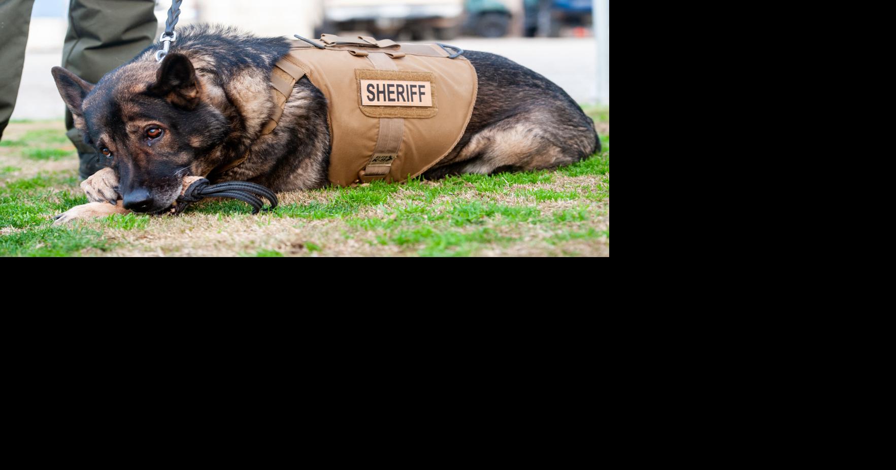 End of Watch: KCSO announces K9 Neco's passing | News | bakersfield.com