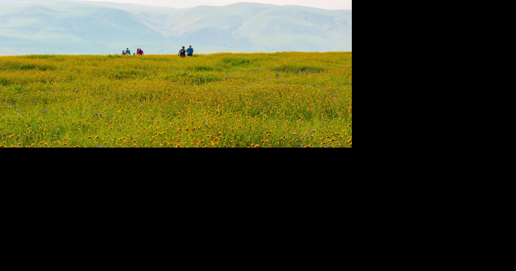Discovering Wind Wolves Preserve | News | bakersfield.com