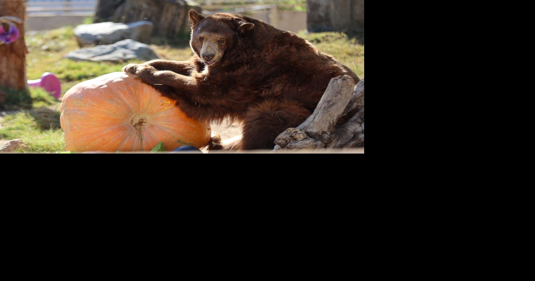 More fun to be had at CALM's Boo at the Zoo | Entertainment ...