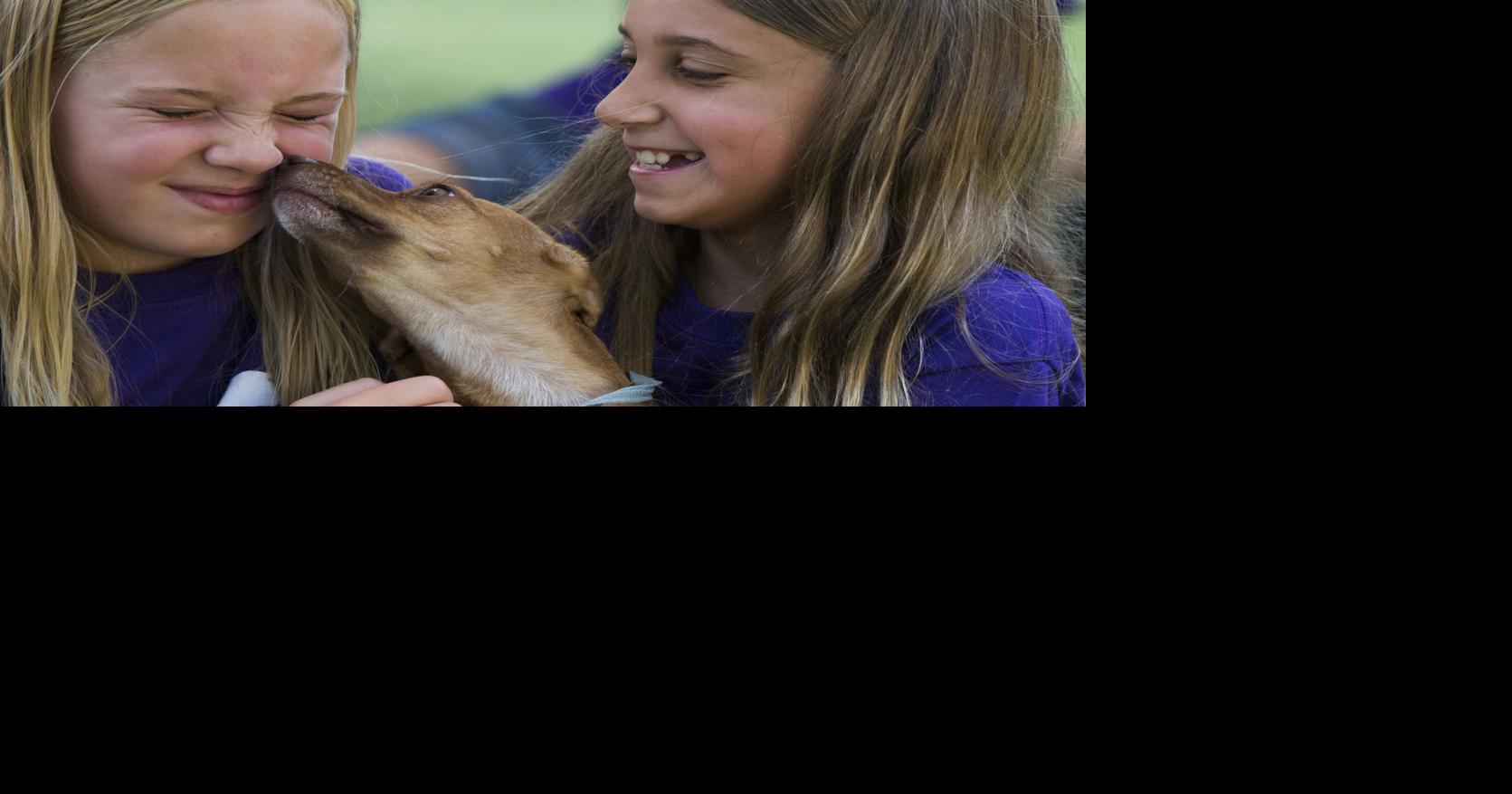 SPCA day camp goes to the dogs | Entertainment | bakersfield.com