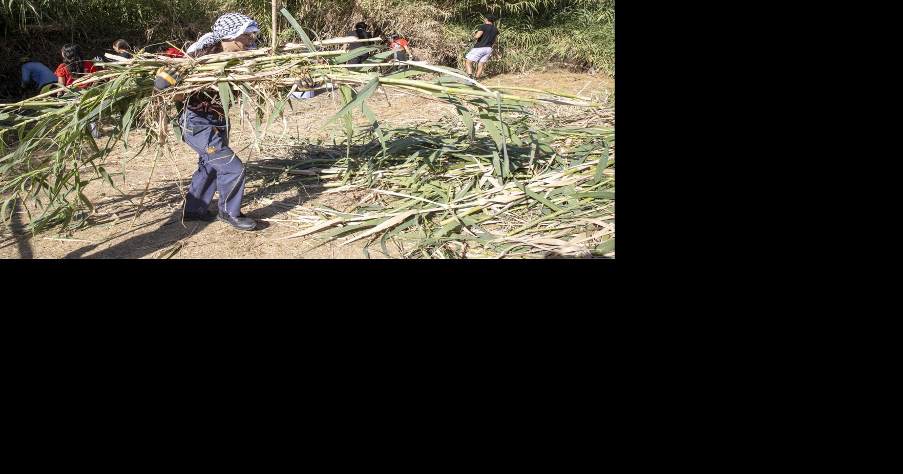 Young people pitch in to remove invasive reeds along Kern River | News ...