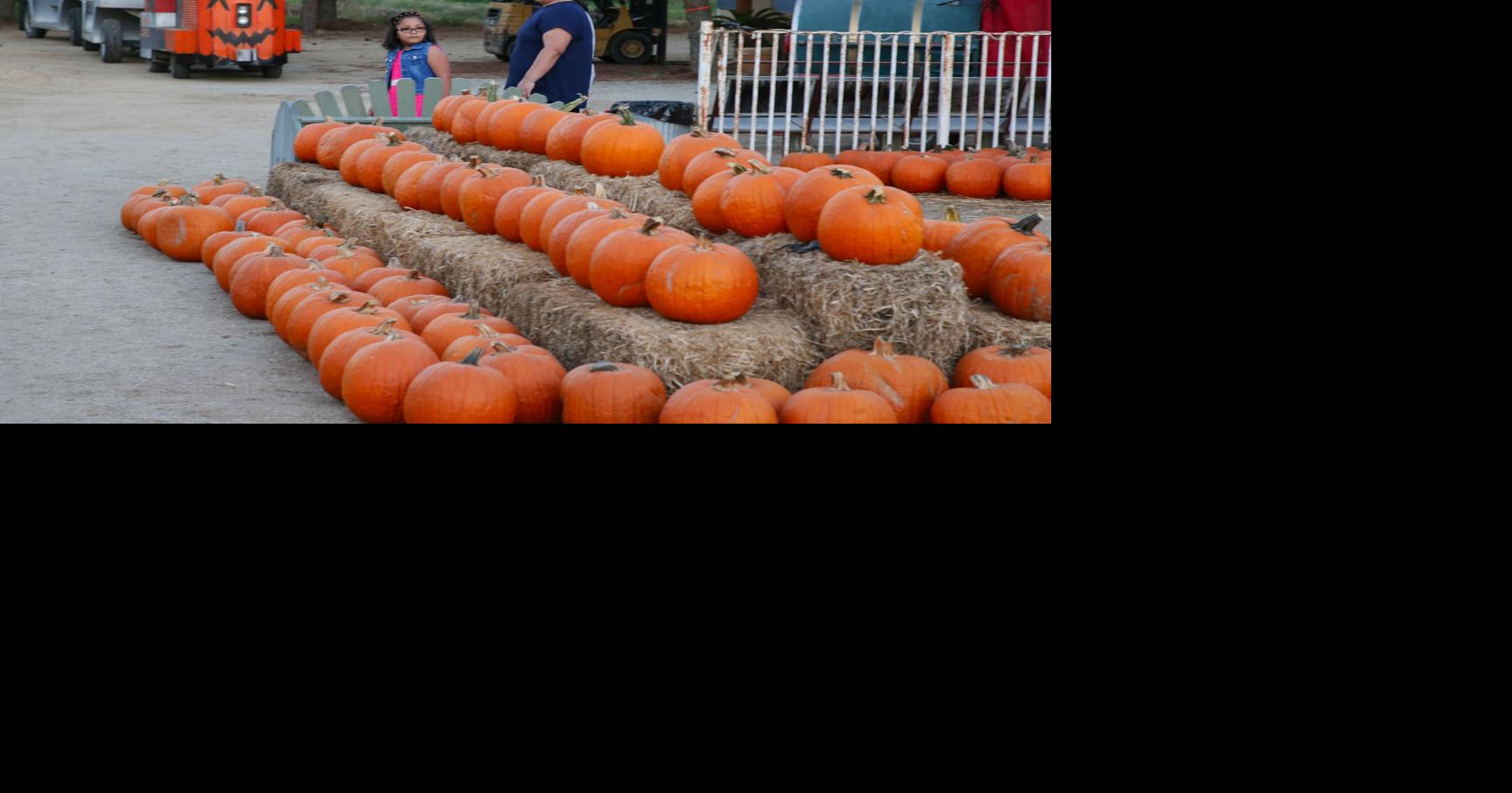 PHOTO GALLERY: Little Bears Pumpkin Patch in Shafter | Photo Galleries ...