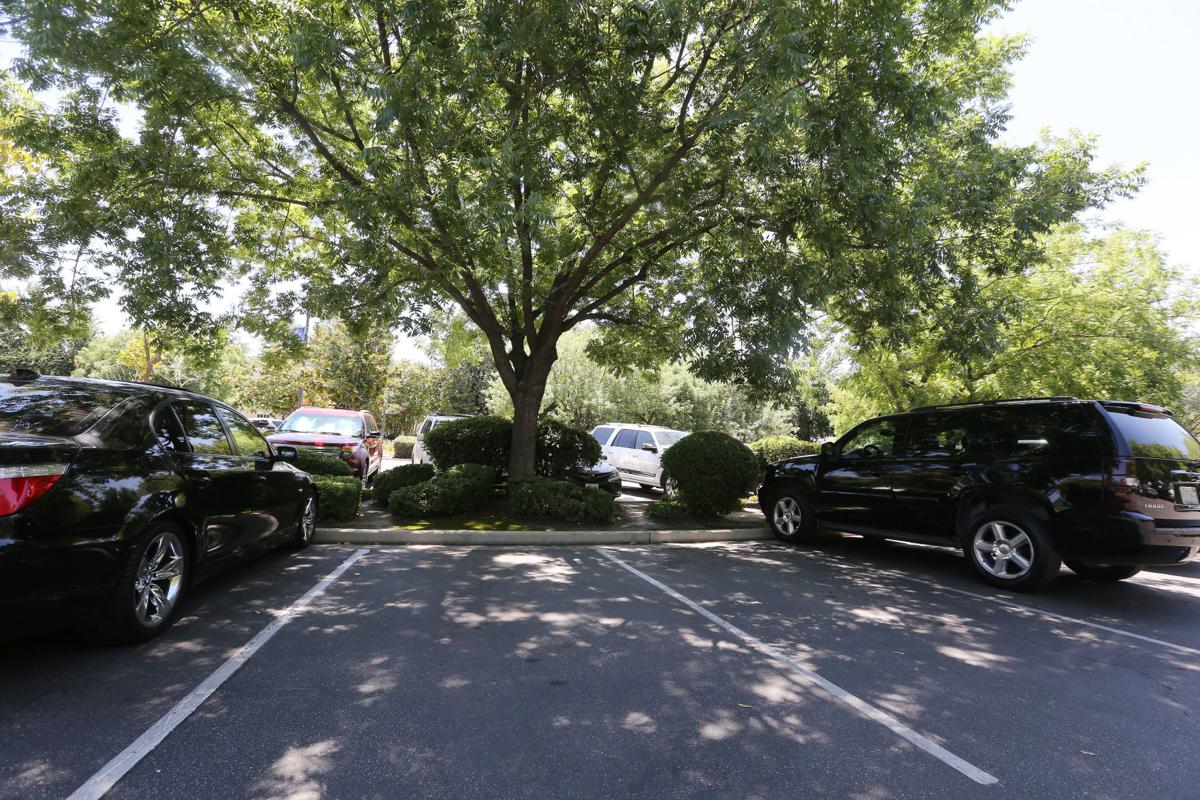 Shade from trees a rare but coveted commodity in Bakersfield parking ...