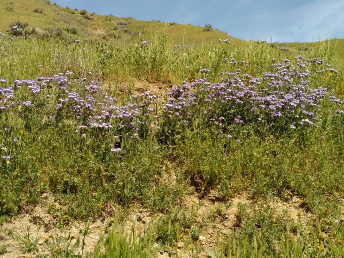 THROUGH YOUR LENS: Carrizo Plain National Monument | Photo Galleries ...