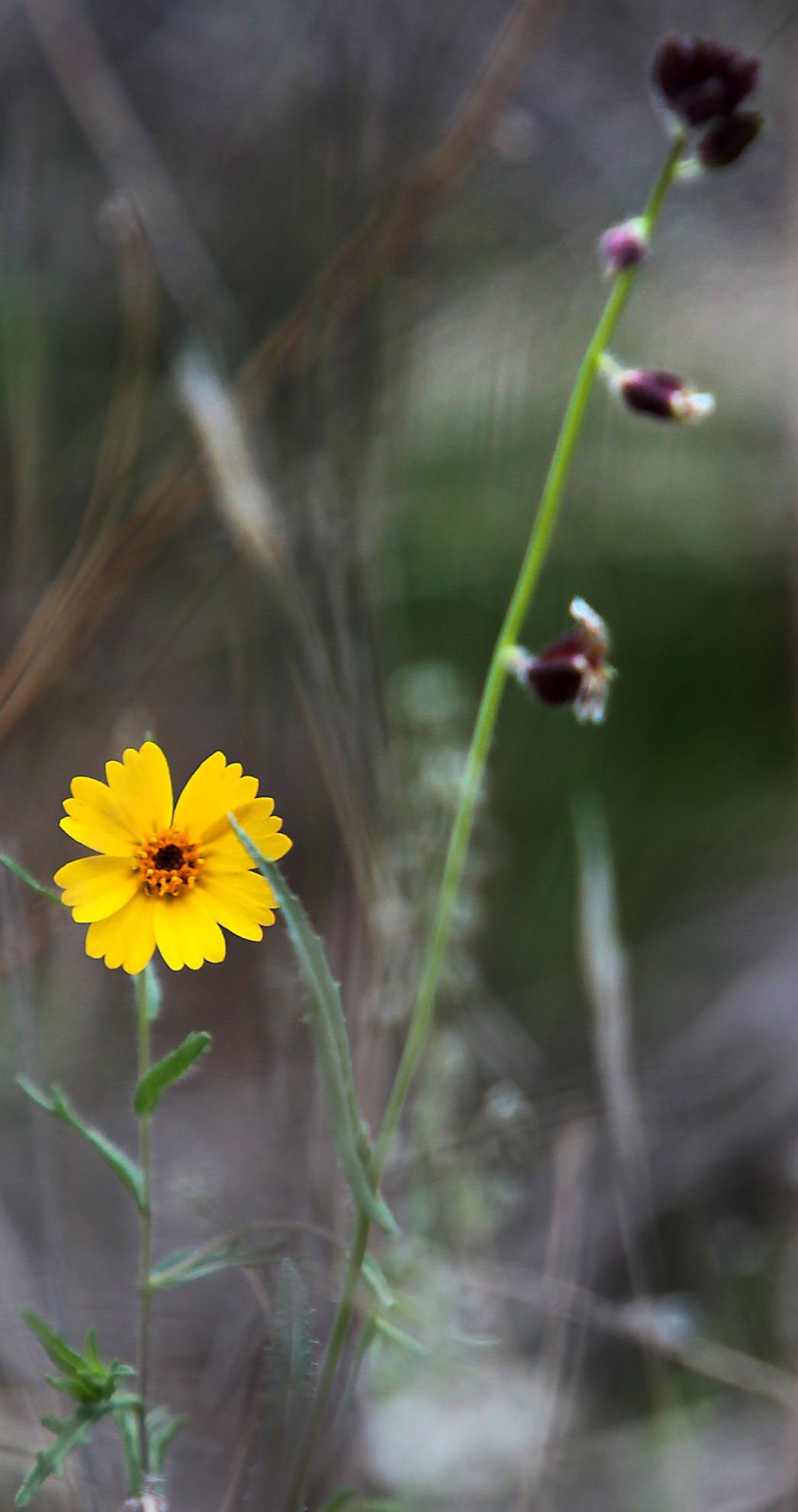 PHOTO GALLERY: Beautiful blooming flowers in Kern | News | bakersfield.com