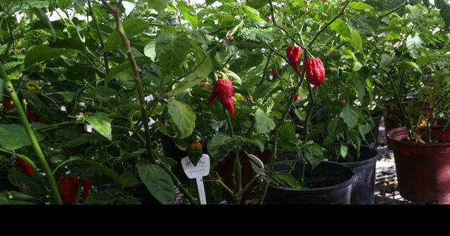 Joan Swenson: Cal State is the hot spot for growers with scorching ...