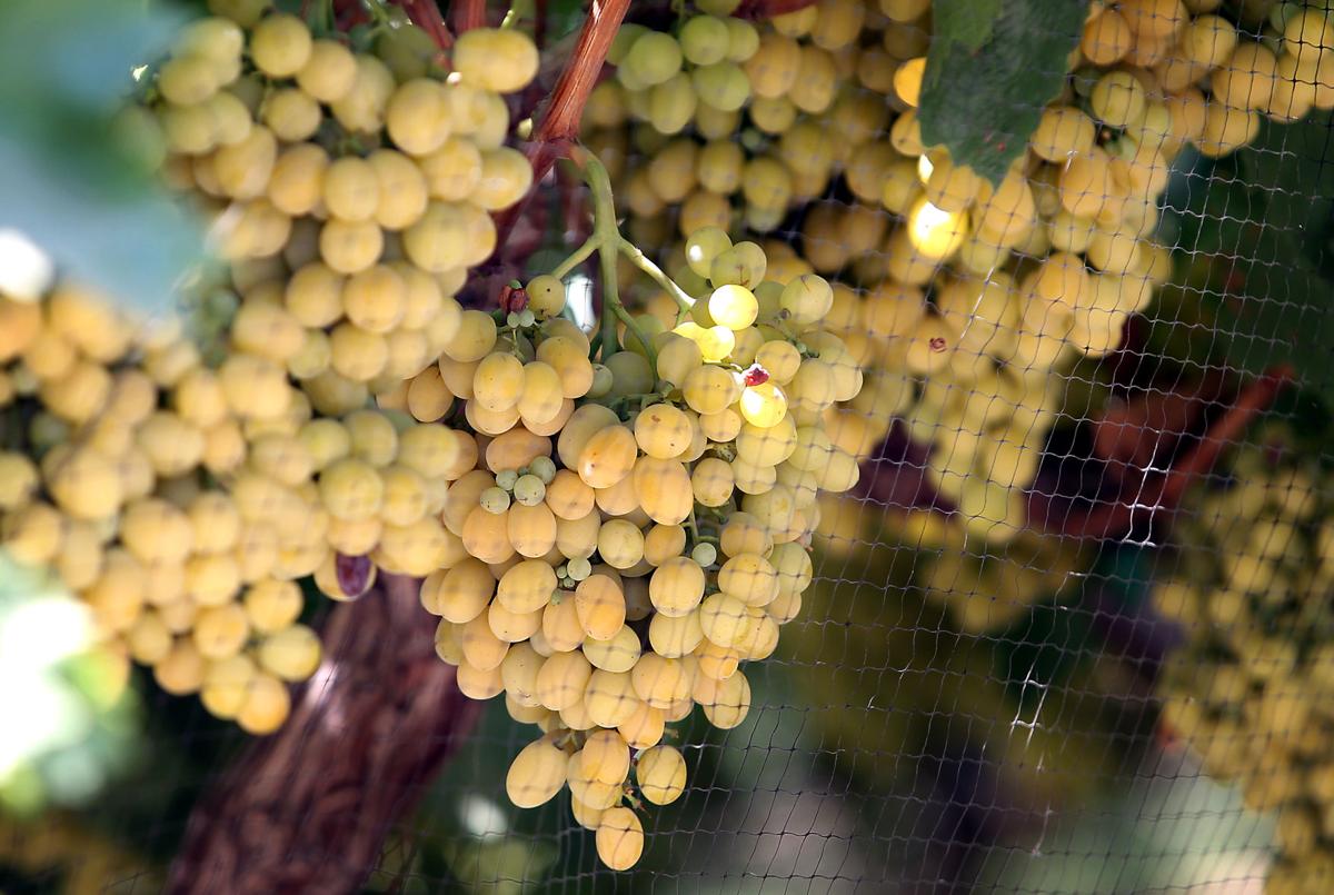 A Kern County grape that tastes like cotton candy | News | bakersfield.com