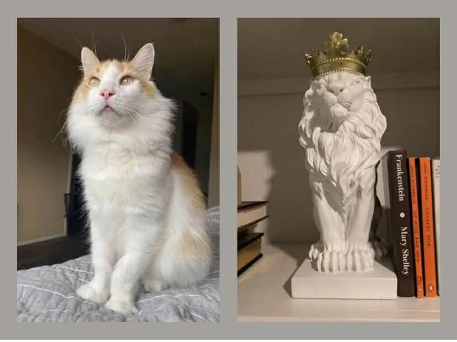 And they call it puppy love: Pets get lots of appreciation on Valentine ...