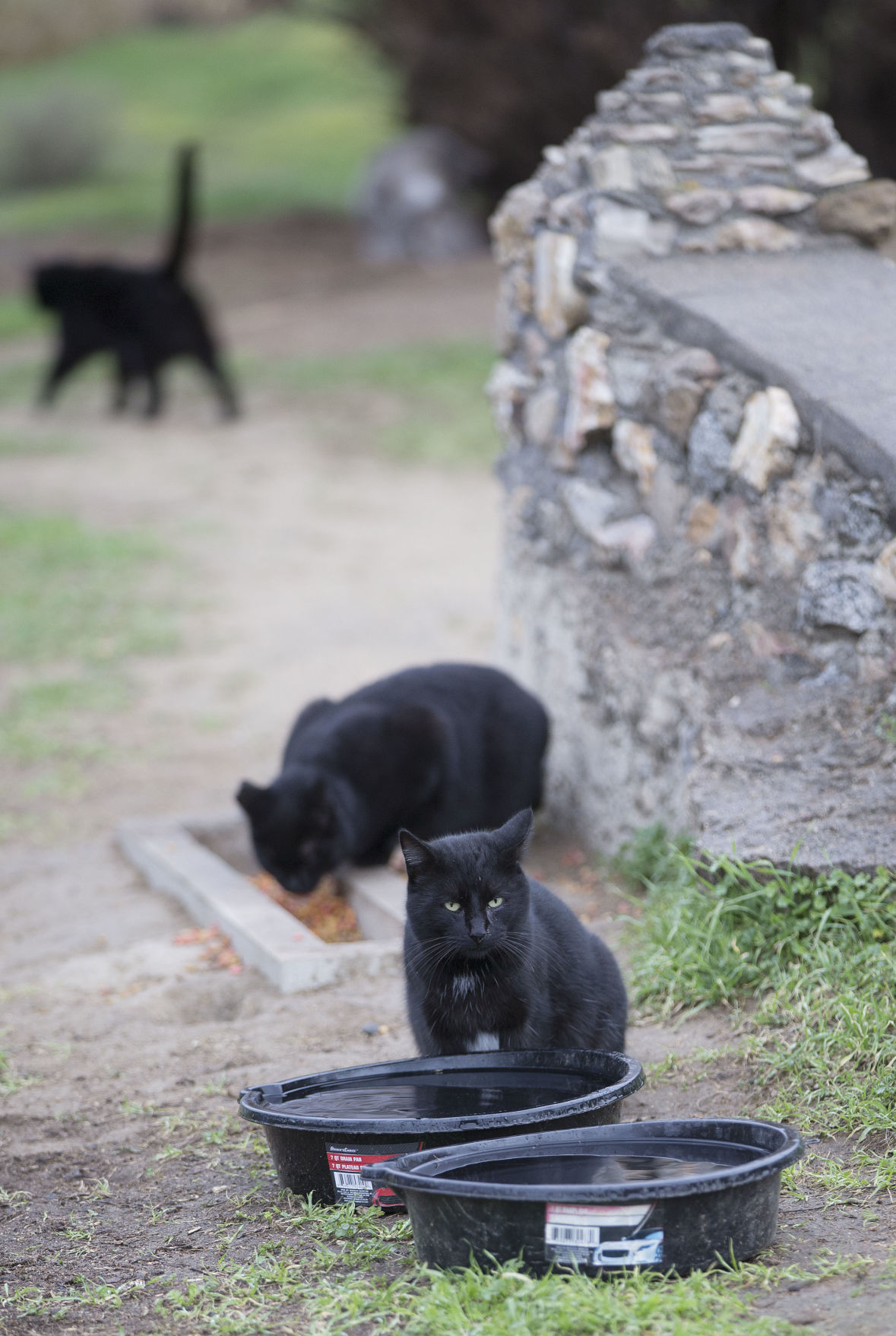 Kern County, Cat People working together for a solution to Hart Park's ...