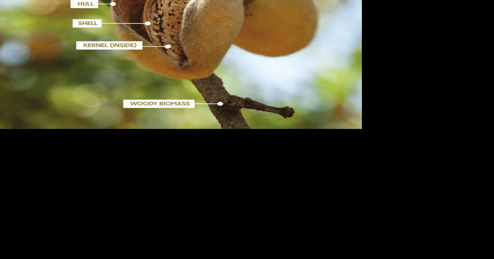 From dairy feed to nutrition bars and coffee, almond hulls may soon end ...