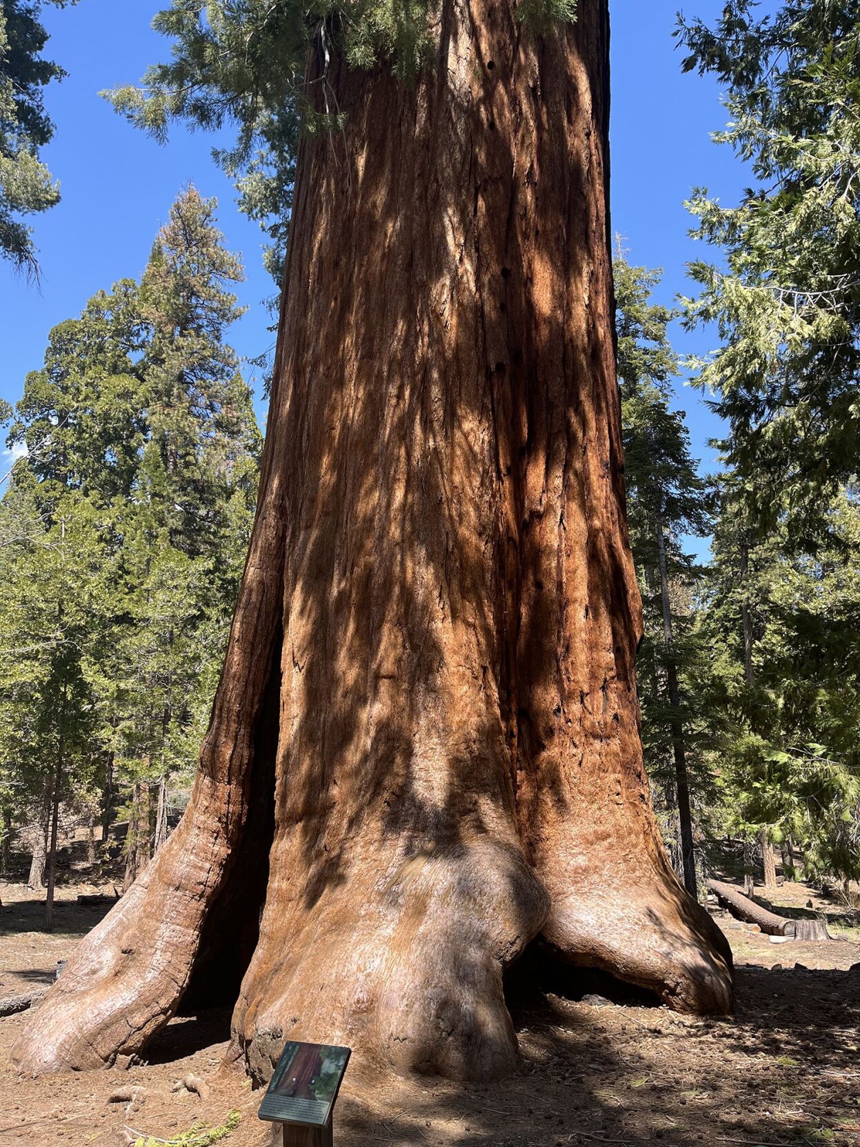Trail of 100 Giants like mini-visit to Sequoia Park at a fraction of ...