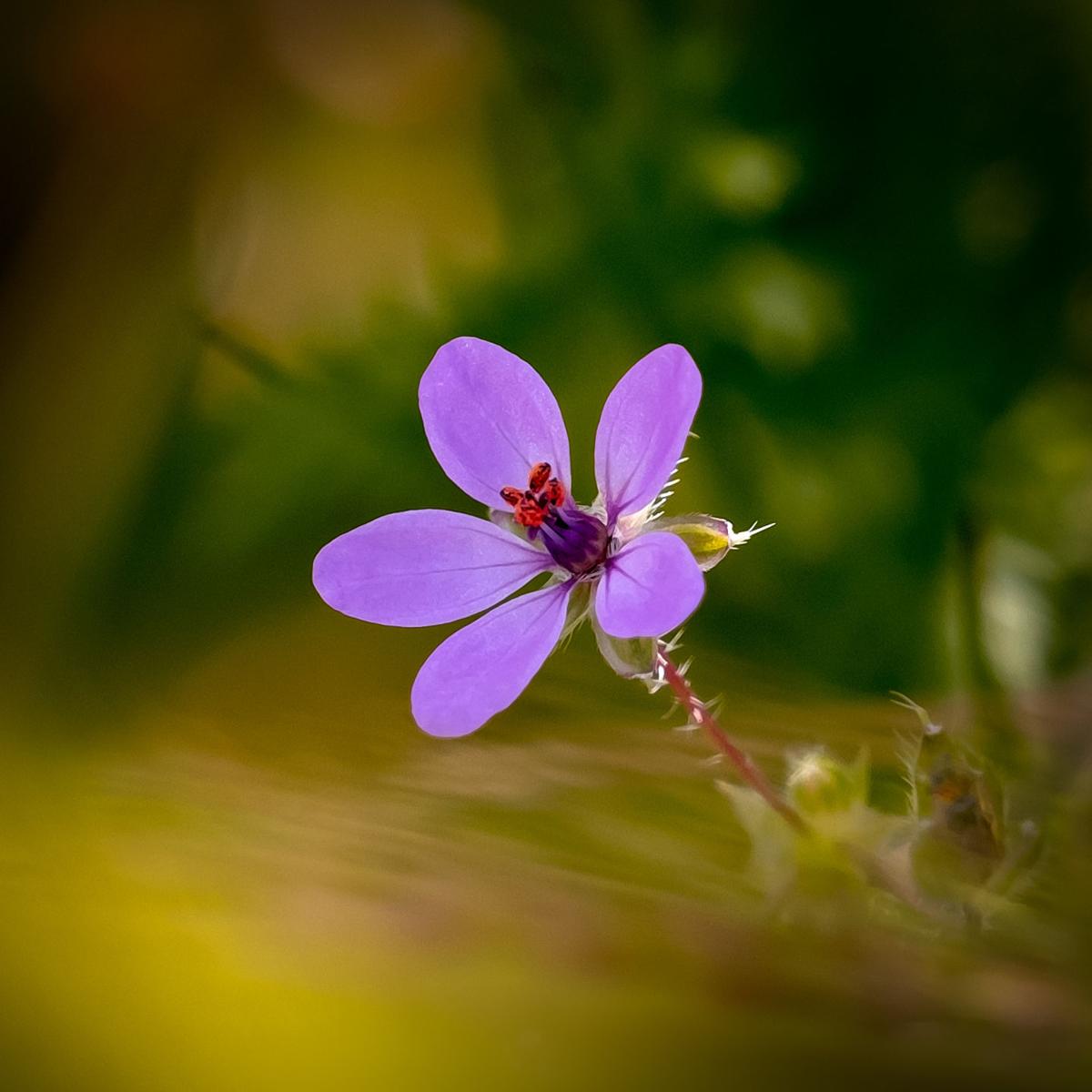 THROUGH YOUR LENS: Local Wildflowers | Photo Galleries | bakersfield.com