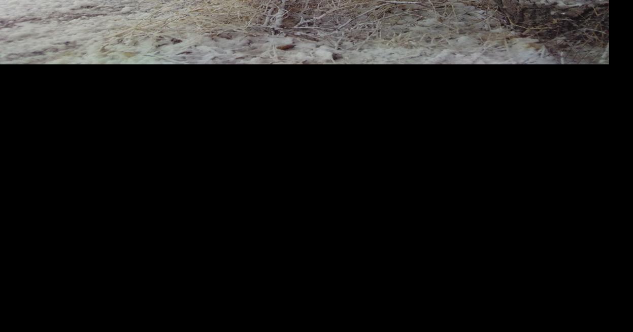 PHOTO GALLERY: Snow! Mountains south and east of Bakersfield get coated ...