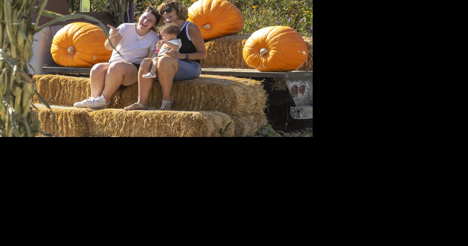 PHOTO GALLERY: Fall fun on the farm | Photo Galleries | bakersfield.com