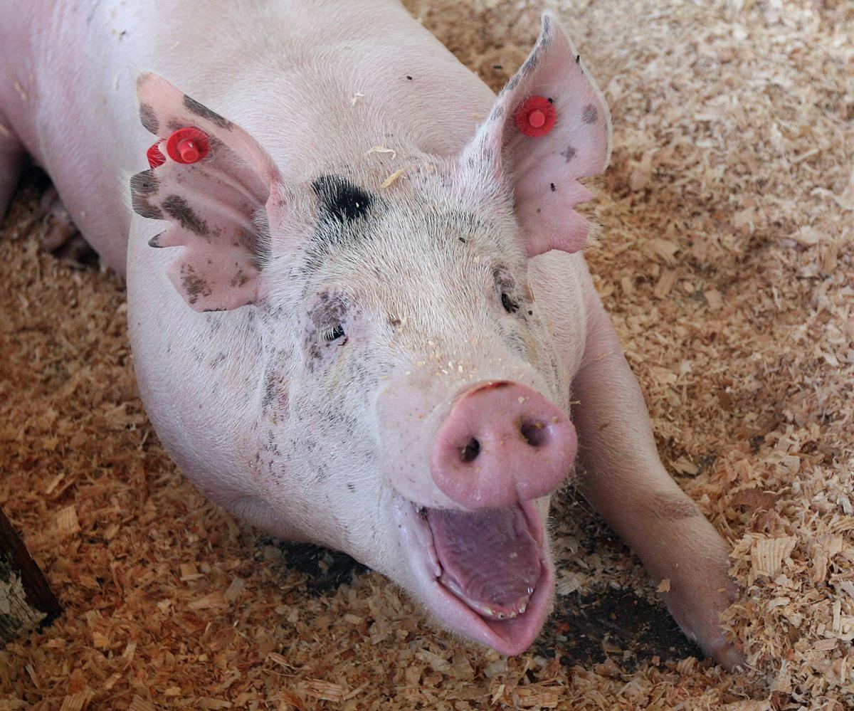 What the government isn't telling you: The pig incident at the fair ...