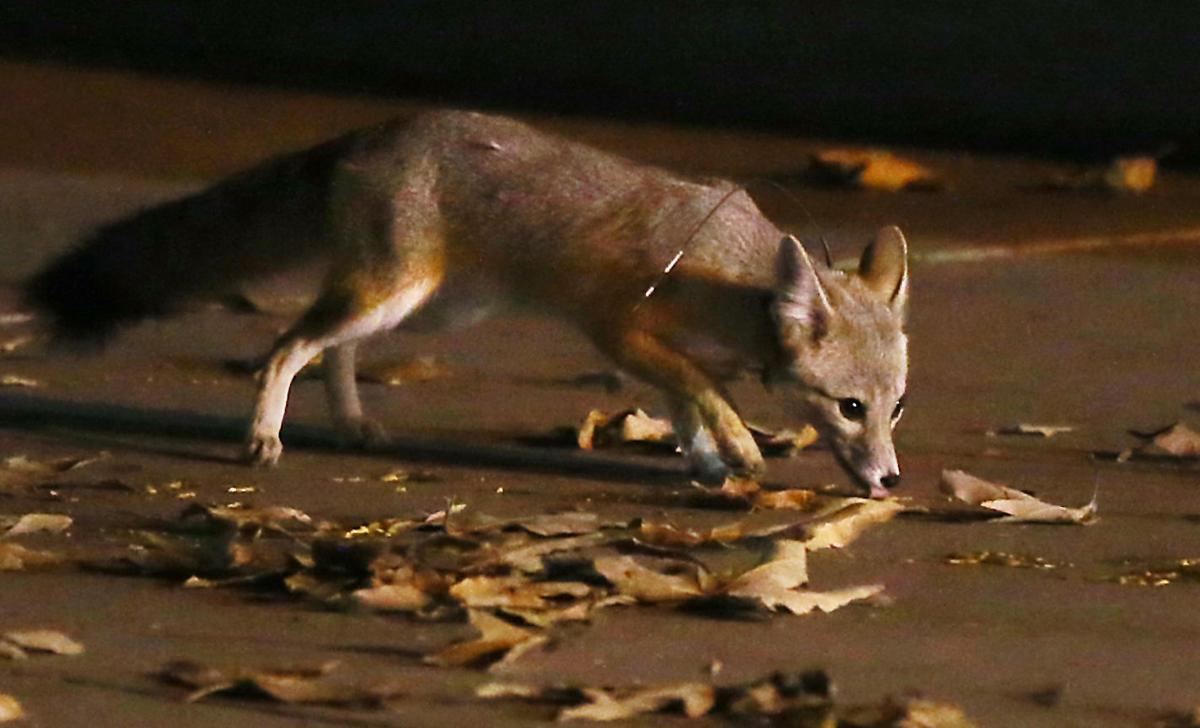 San Joaquin Kit Fox Comes Out at Night at CSUB. | Photo Gallery ...
