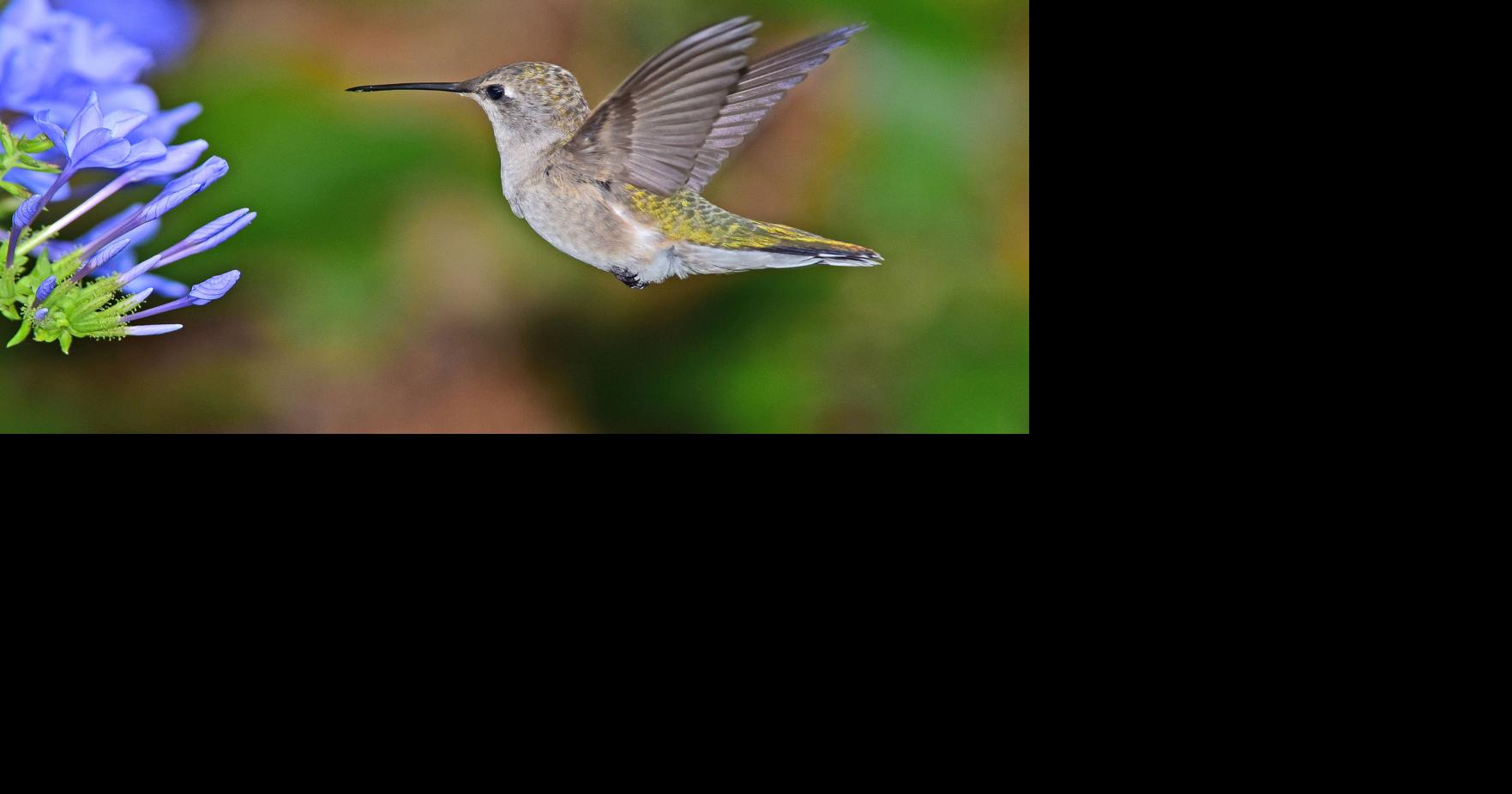 THROUGH YOUR LENS: Hummingbirds | | bakersfield.com