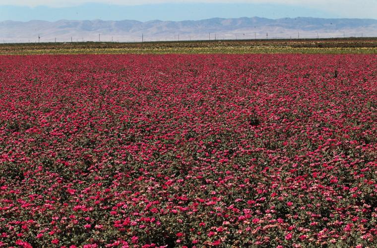 Wasco | Bakersfield Life | bakersfield.com