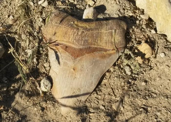 Millions of fossilized shark teeth mark ancient sea that once covered ...