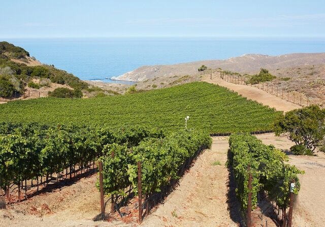 Sip & Swirl: Santa Catalina Island wines | Bakersfield Life ...