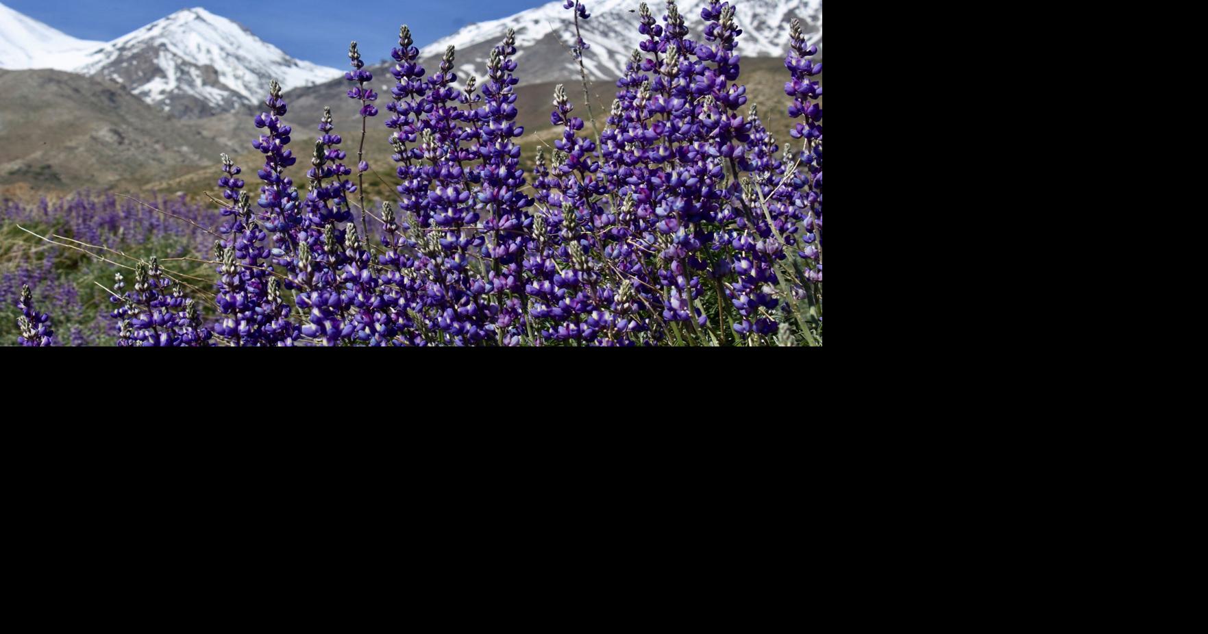 Bakersfield Matters: Mammoth Lakes: A California wonder of scenery and ...