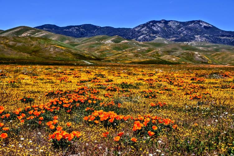 Community Voices: Conserving a crown jewel: Tejon Ranch agreement at 15 ...