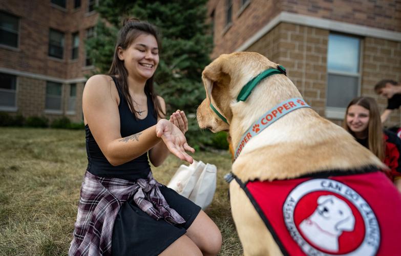 UW-River Falls students begin training assistance dogs | News | baldwin ...