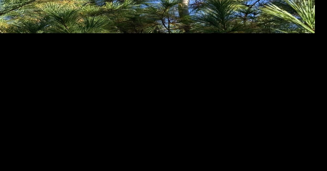 Seasonal Needle Drop Normal on Evergreens | Opinion | baldwin-bulletin.com