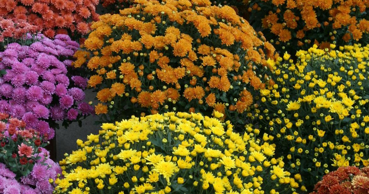 Mums the Word for Fall Flowers | Opinion | baldwin-bulletin.com
