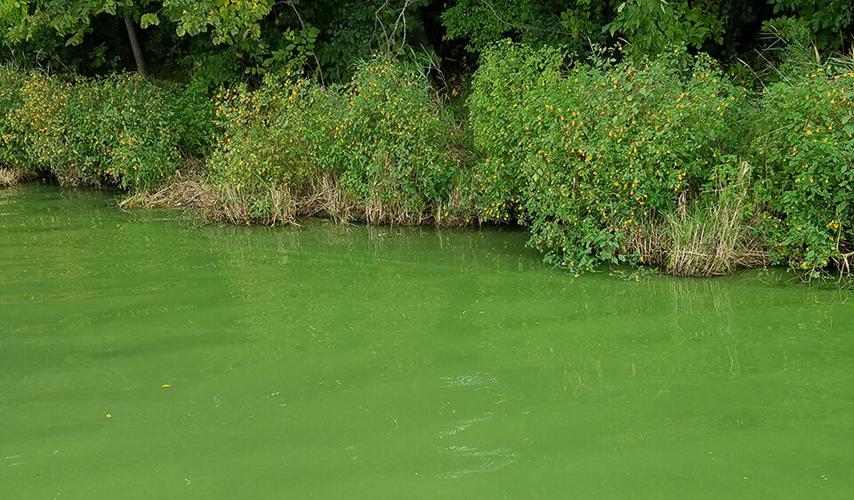 Stout's limnology center helps bring clear water back to region's lakes ...