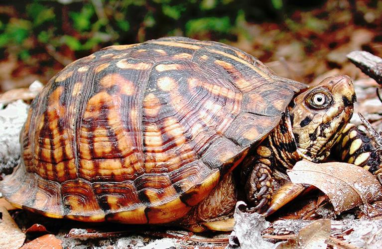 Don’t be a slowpoke – the Bay’s turtles need your help now | Bay ...