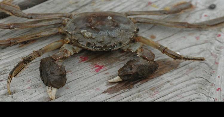 Researchers asking public to help them get their mitts on invasive crab ...