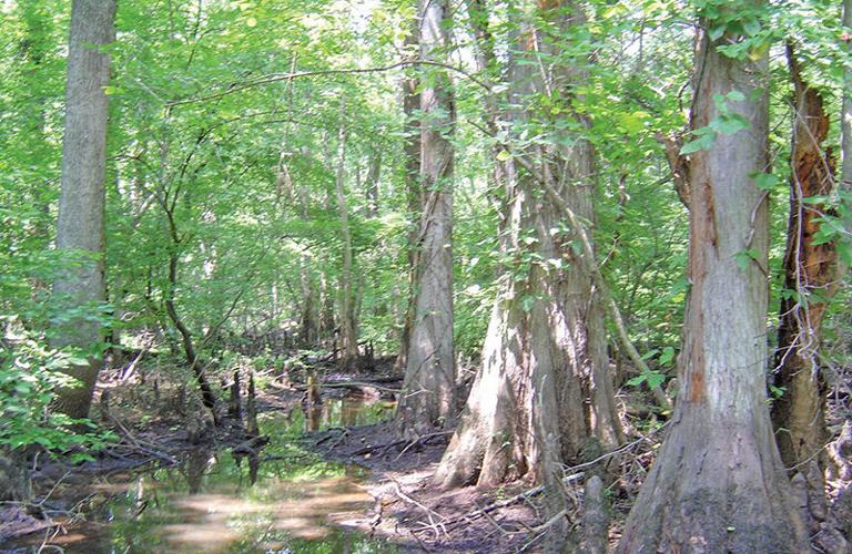 Remnants of bald cypress swamps grace Chesapeake watershed | Bay ...