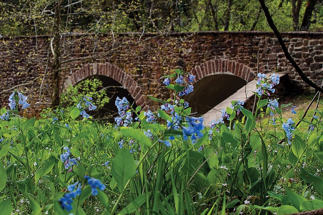 Virginia riverside trails a rhapsody of bluebells | Travel | bayjournal.com