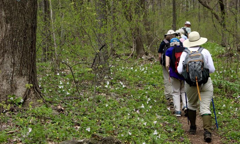 Tiptoe through the trilliums at Thompson Wildlife Management Area ...