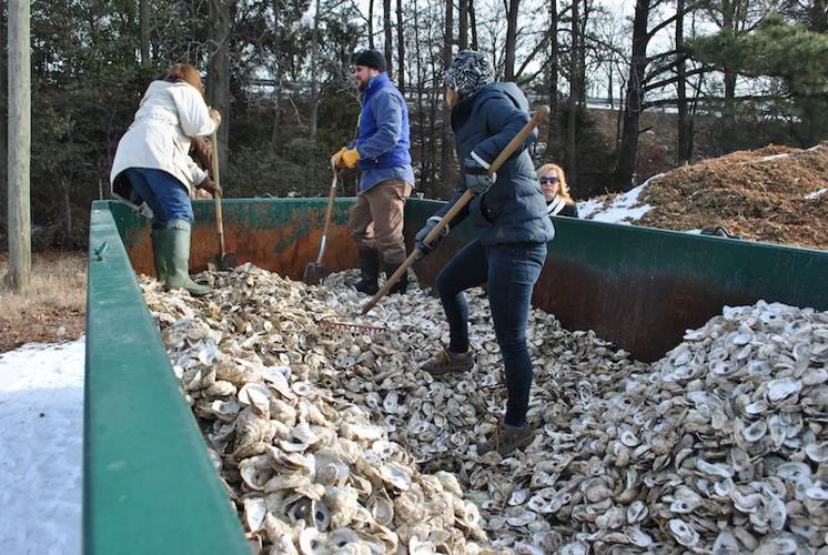 Moving 12,000 pounds of oyster shells | Blogs | bayjournal.com