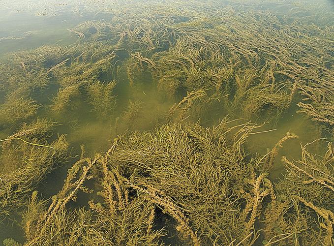 Bay grasses expand to greatest extent in more than 30 years | Fisheries ...