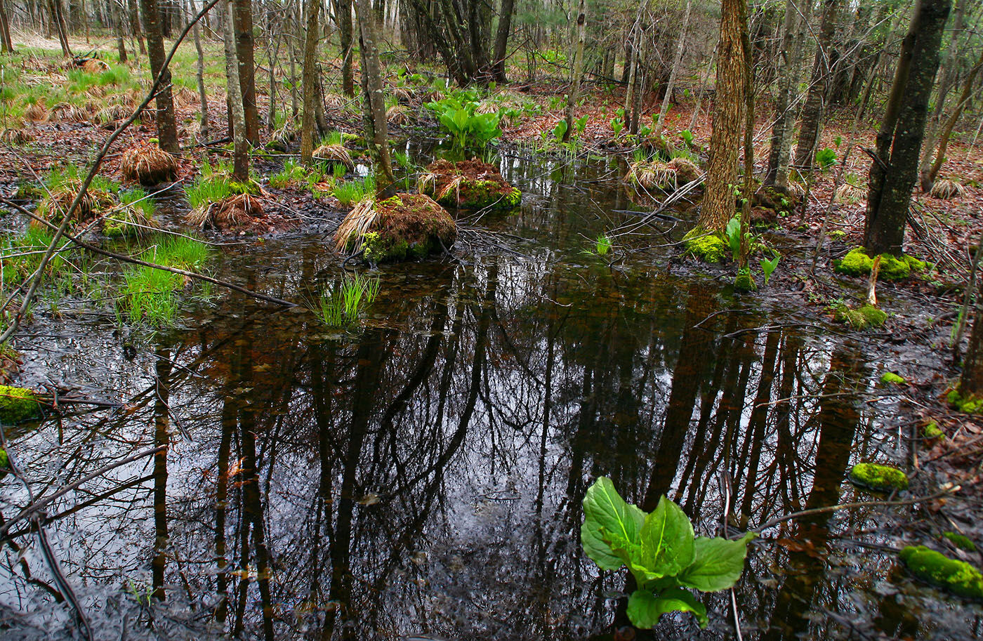 Spring has sprung! Cue the vernal pools and amphibians | Bay Naturalist ...