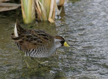 Sora rail-now you see it, most often you don't | On the Wing ...